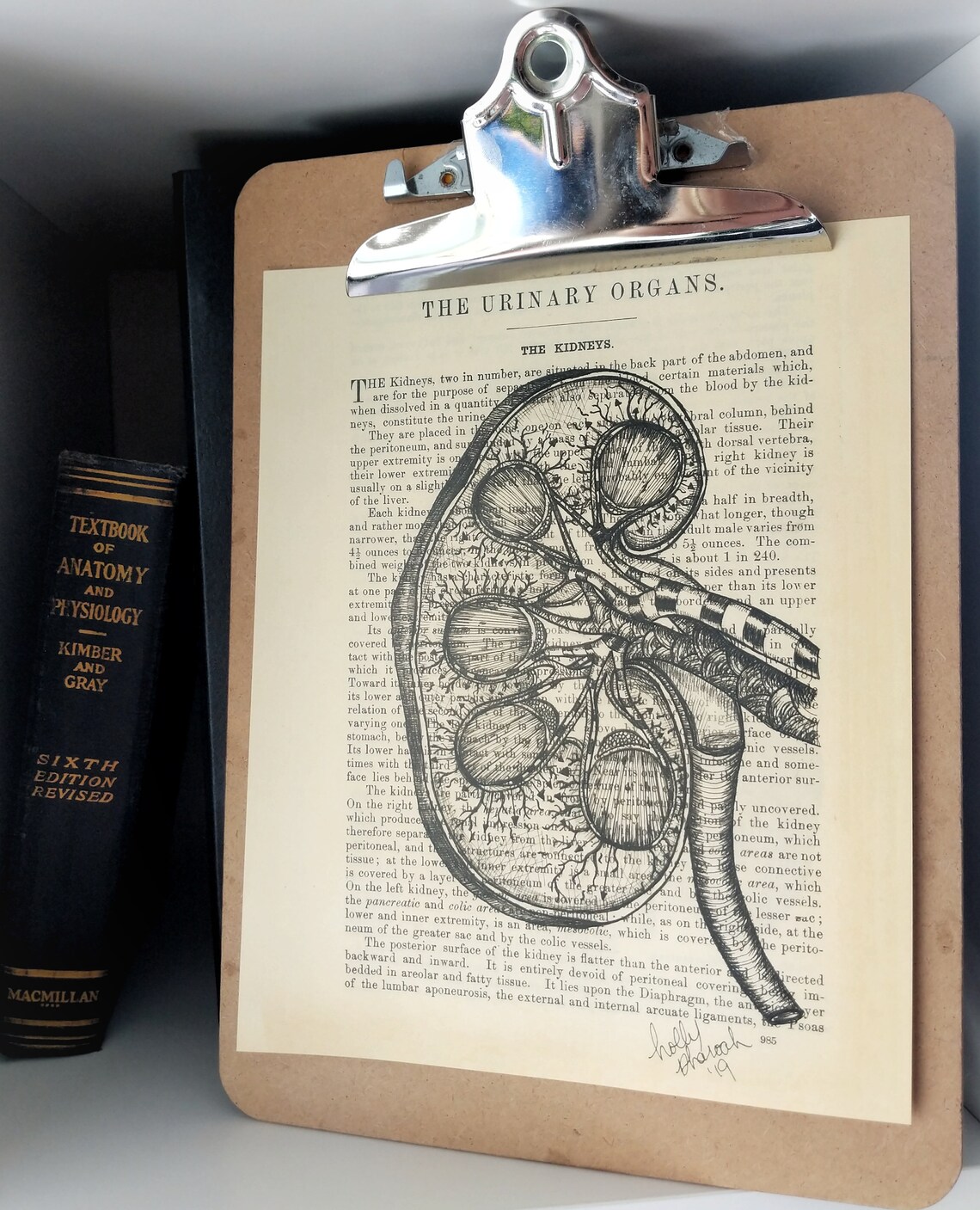 Anatomical Kidney on Gray's Anatomy - Etsy