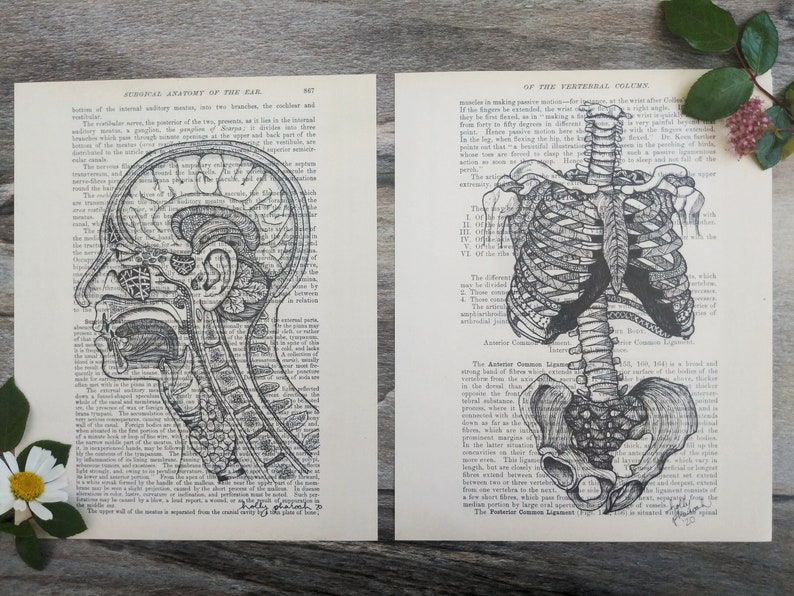 Anatomical Trunk and Pelvis Spine Art Anatomy Art Pelvis - Etsy