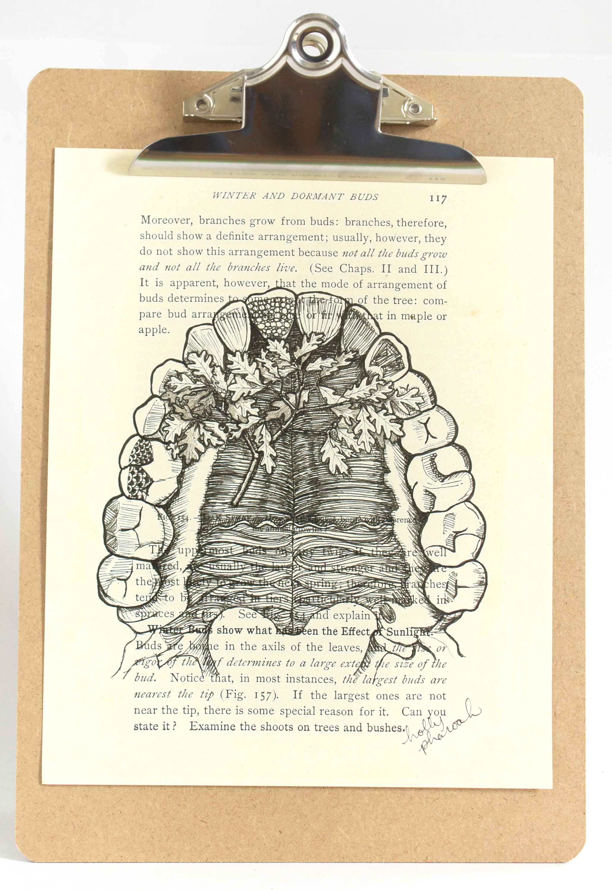Anatomical Teeth Anatomy Art Book Page Art Book Art Print - Etsy Canada