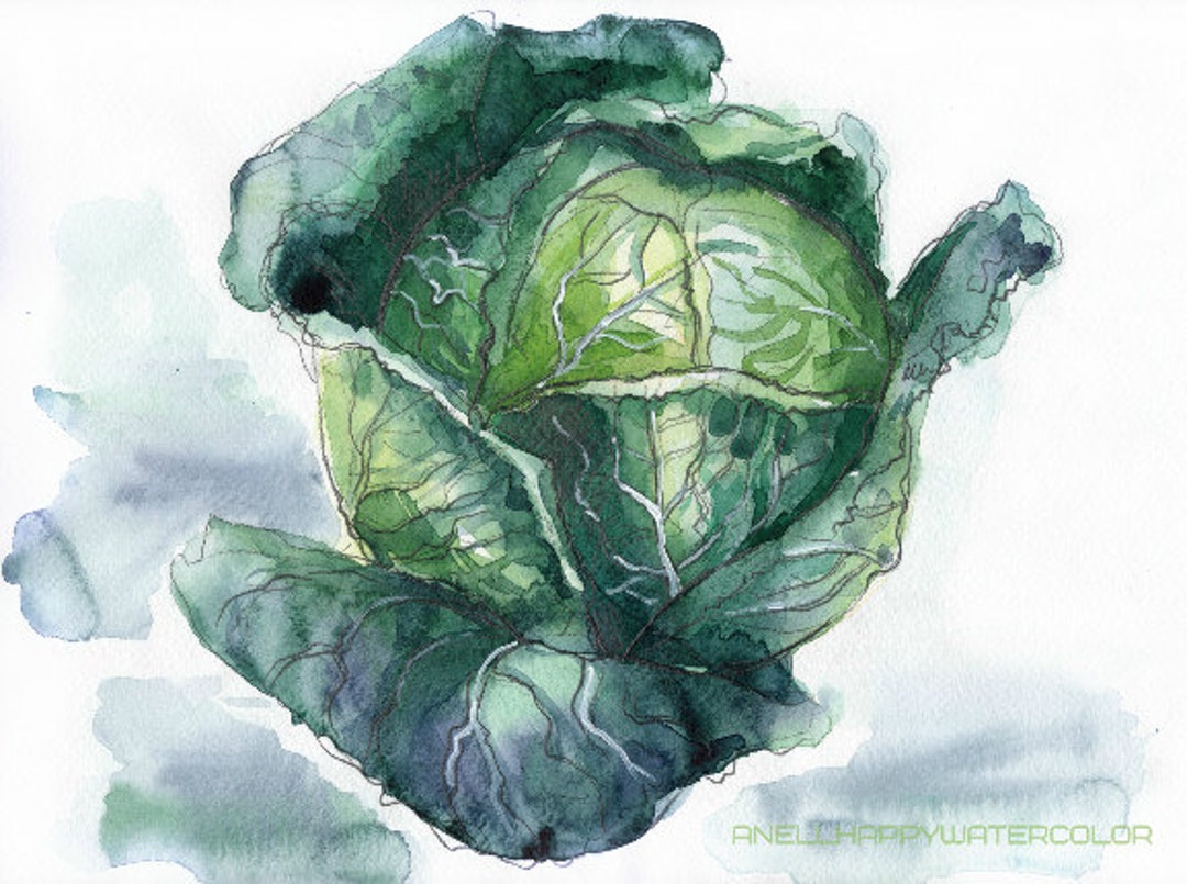 Cabbage Print Watercolor Painting Illustration Cole Wall Decor Green ...