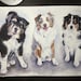 Original Hand Portrait Custom Two Dogs Portrait Double Pet - Etsy
