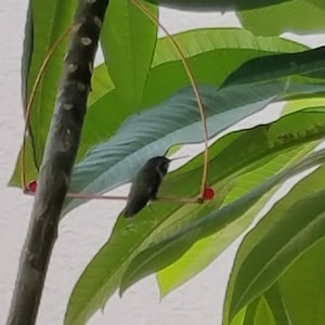 Copper Hummingbird Swing or Hummingbird Perch W/hook, Bird Perch, Red ...