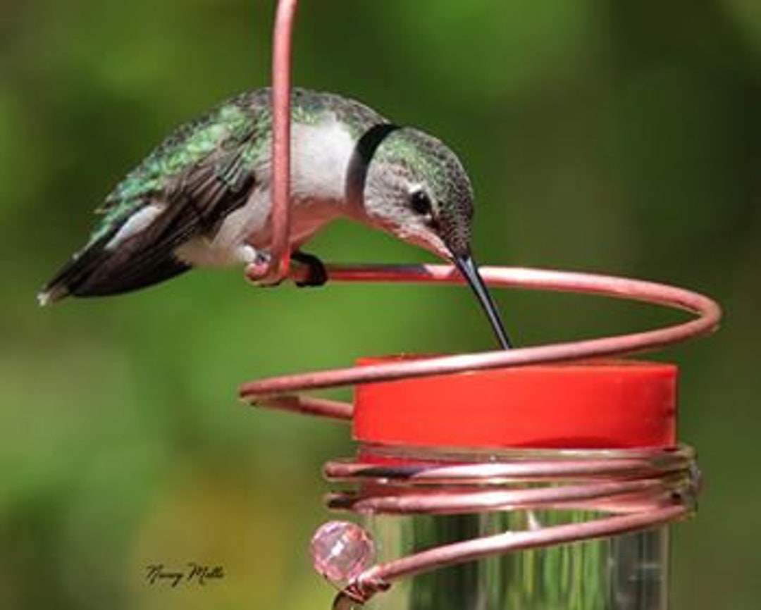 Copper Wire Hanging Hummingbird Feeder: Bee-resistant Glass Nectar Jar ...