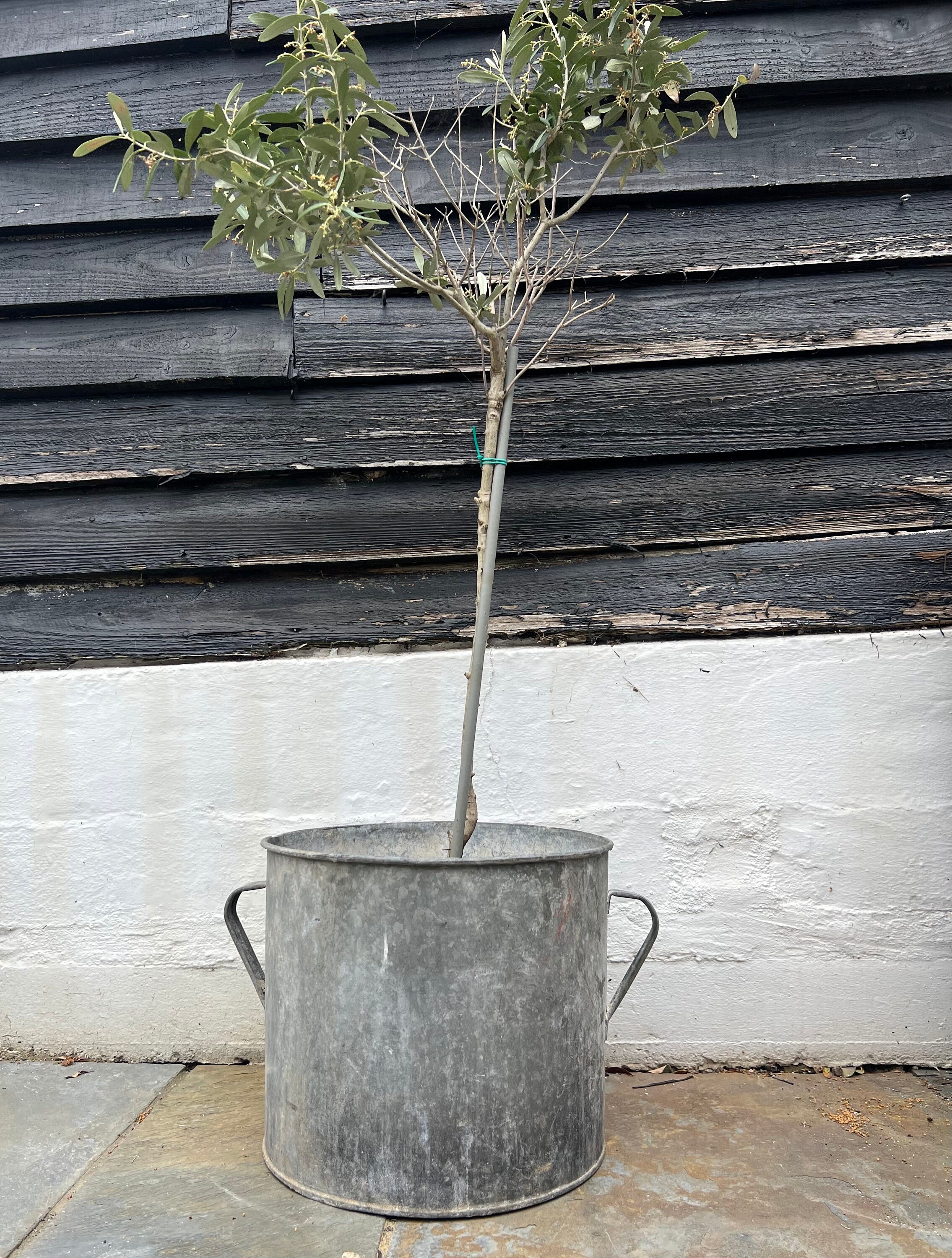 Large Galvanised Bucket With Handles / Dolly Tub Style Bucket - Etsy