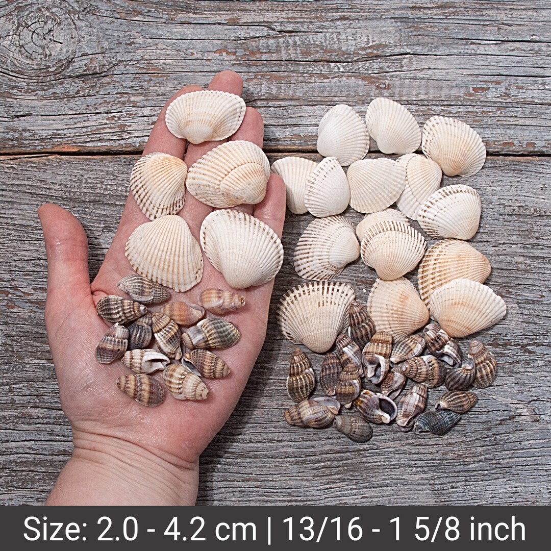 Seashell Set 50pcs. Sea Shells. Terrarium Decorations. Beach Shells Art ...