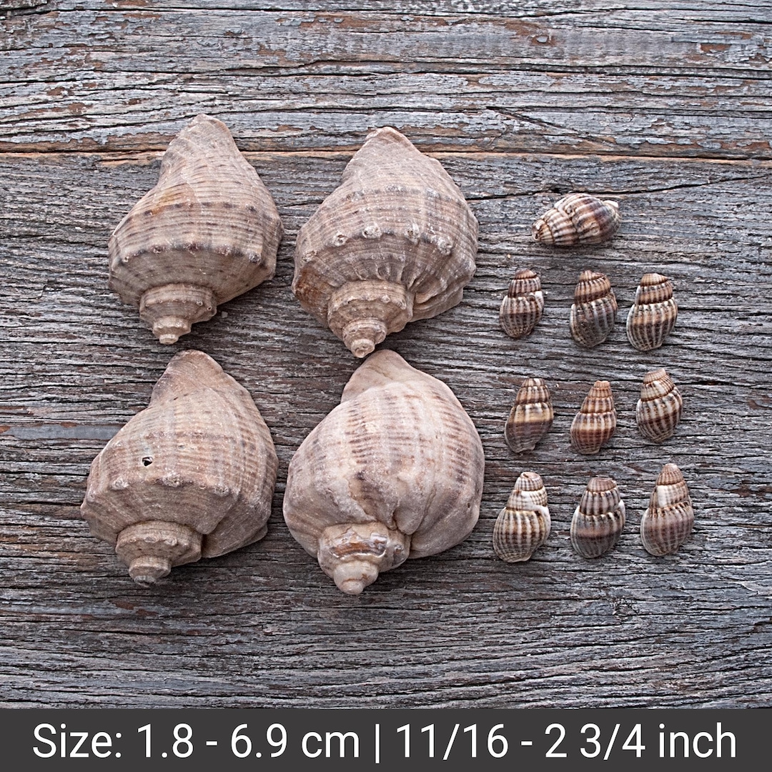 Conch Seashells Set 14pcs, Beach Shells for Art, Terrarium Decorations ...