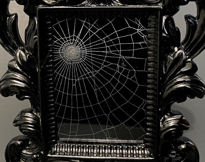 Preserved Spider Web Spiderweb Taxidermy Spiral Wed Gothic - Etsy