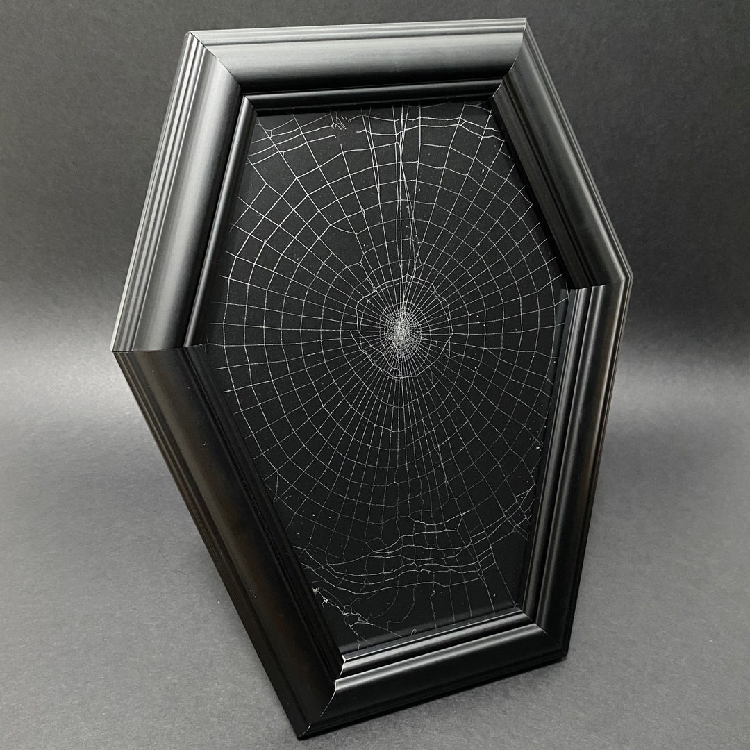 Preserved Spiderweb, Coffin Frame, Spiderweb Taxidermy, Spiral Wed ...