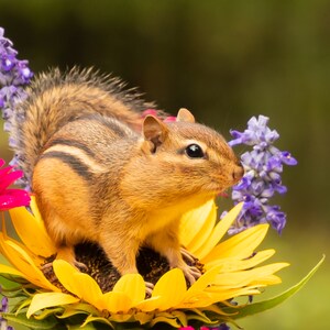 AzarelGreetings - Etsy