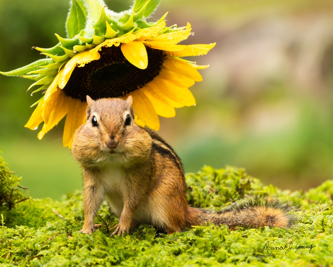 Cute Chipmunk Under Sunflower / Photograph / Nature and Flower ...