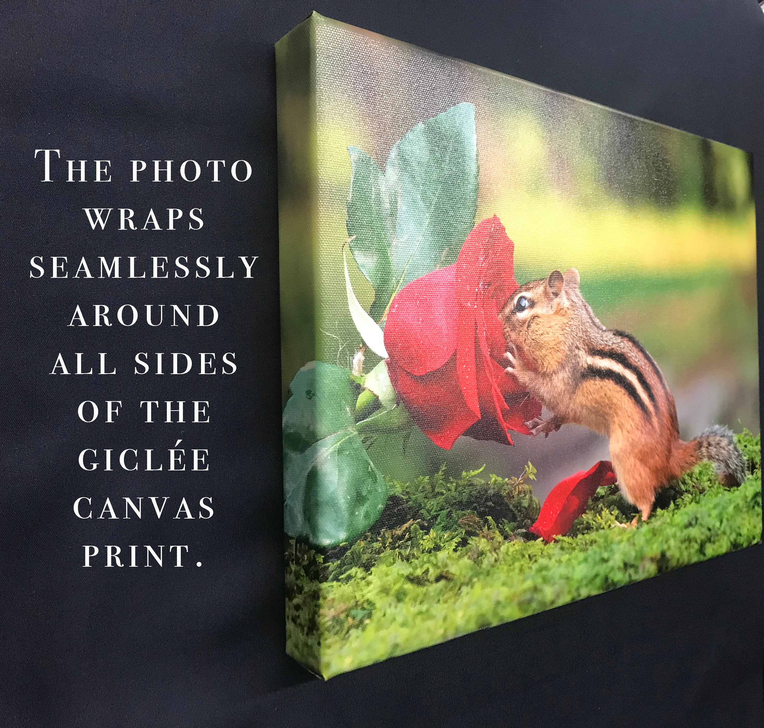 A Nose for a Rose / Chipmunk With Rose Flower Photography - Etsy