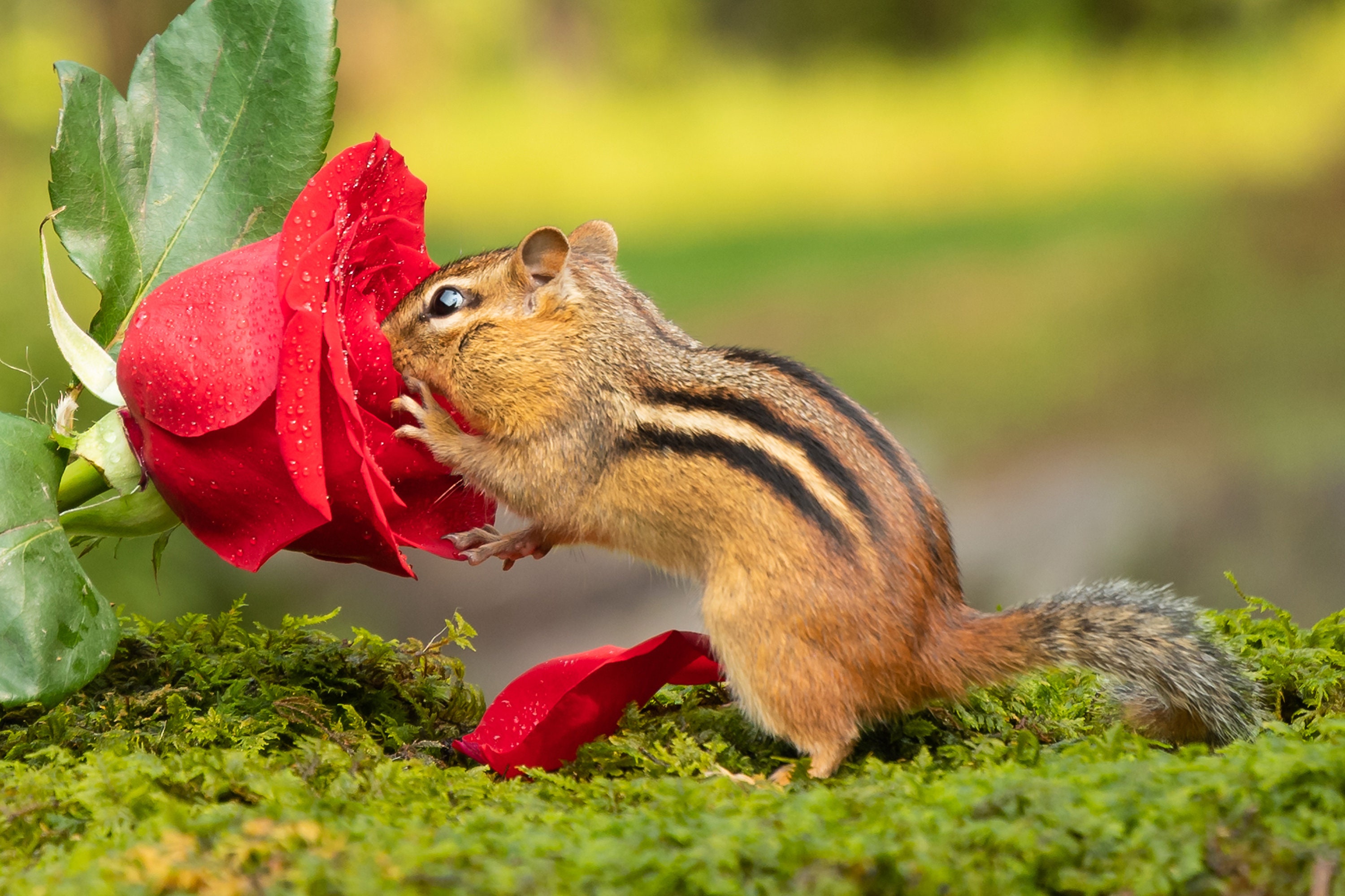 A Nose for a Rose / Photograph / Cute Chipmunk With Rose Flower ...