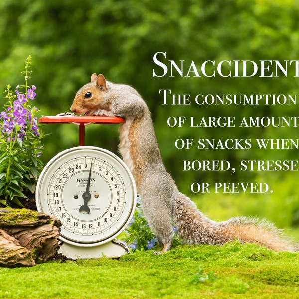 Kitchen Squirrel - Etsy