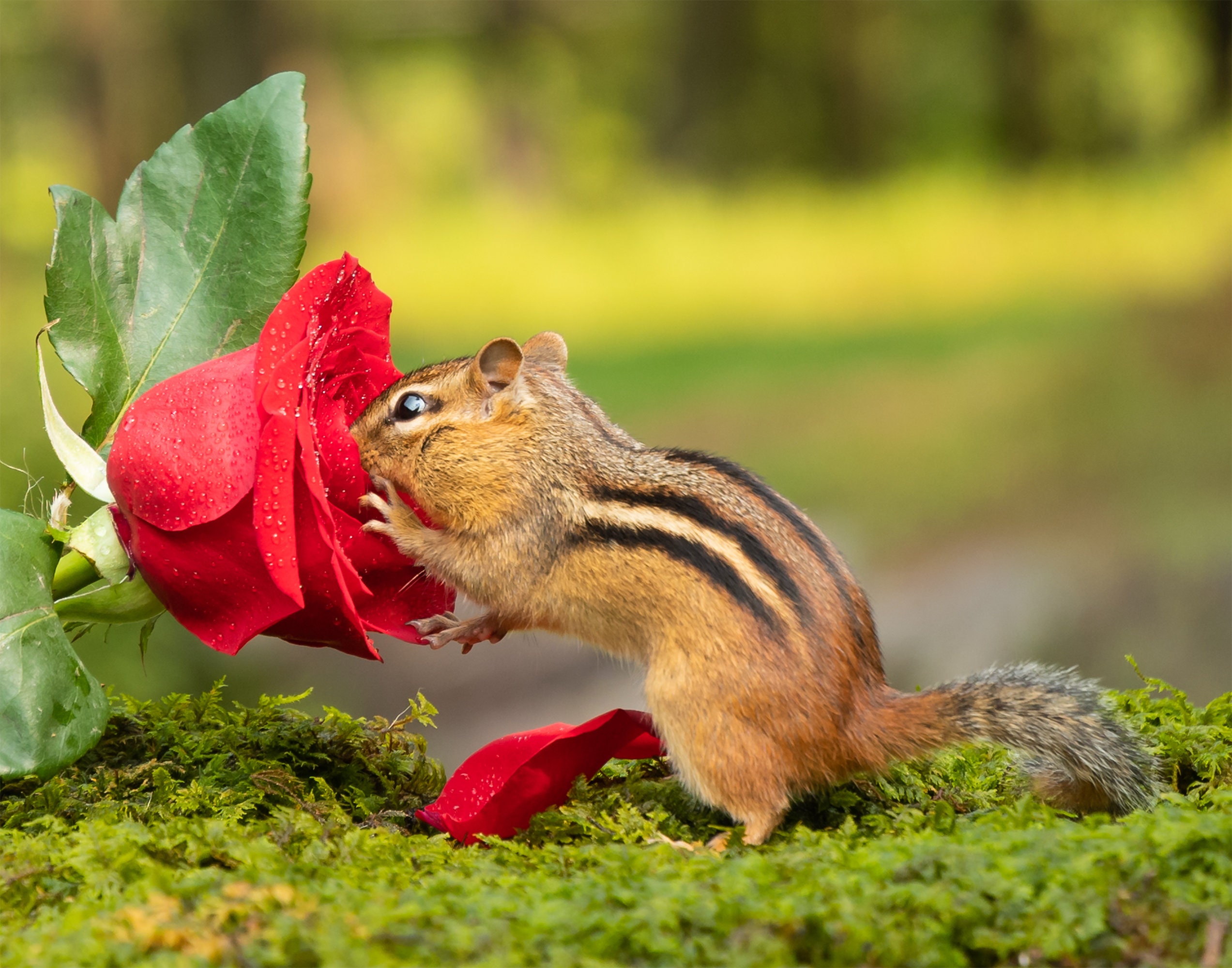 A Nose for a Rose / Chipmunk With Rose Flower Photography - Etsy