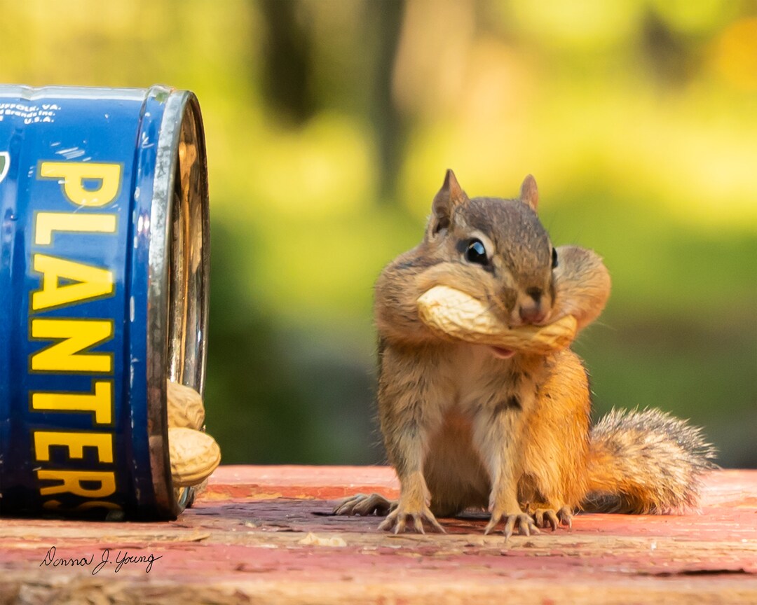 Peanuty Smile / Photo / Smiling Chipmunk With a Peanut / Photography ...