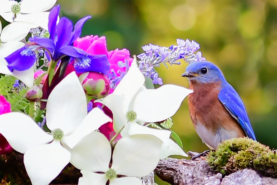 Bluebird With Dogwood Blooms and Spring Flowers / Canvas Giclée/ Nature ...