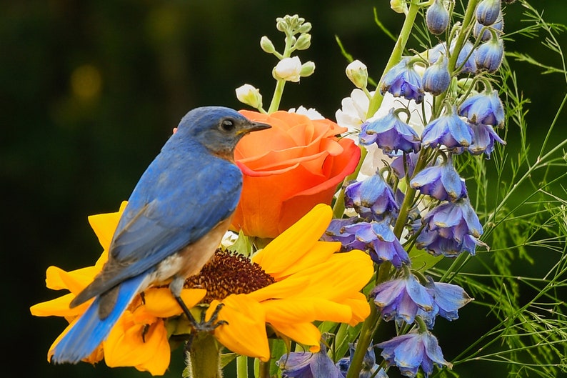 Bluebird on Sunflower With Flowers / Bird Nature Photography /canvas ...