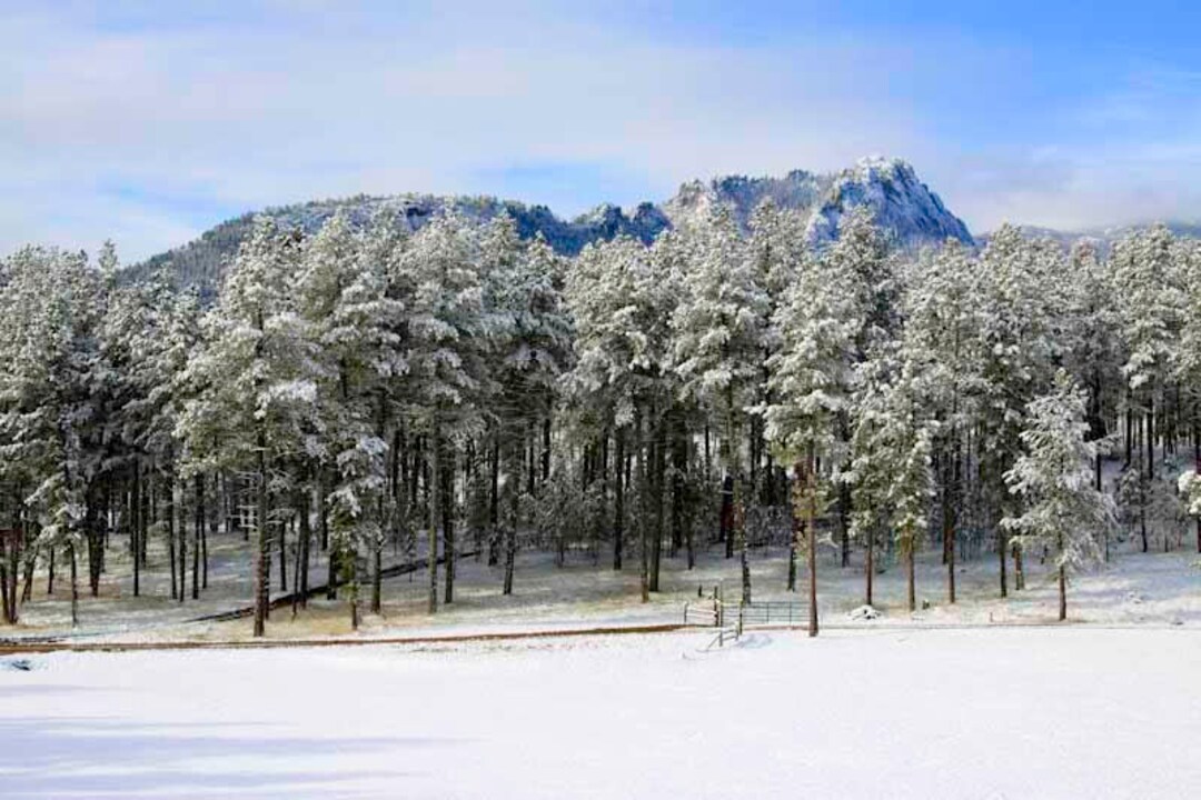 Spring Snowstorm in the Black Hills - Etsy