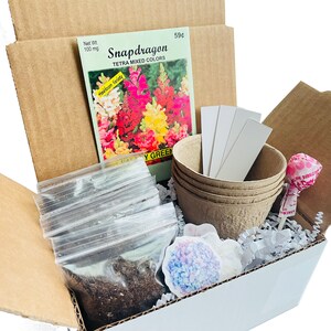 Snapdragon Grow Kit | Grow Your Own Snapdragons | Snapdragon Seeds ...