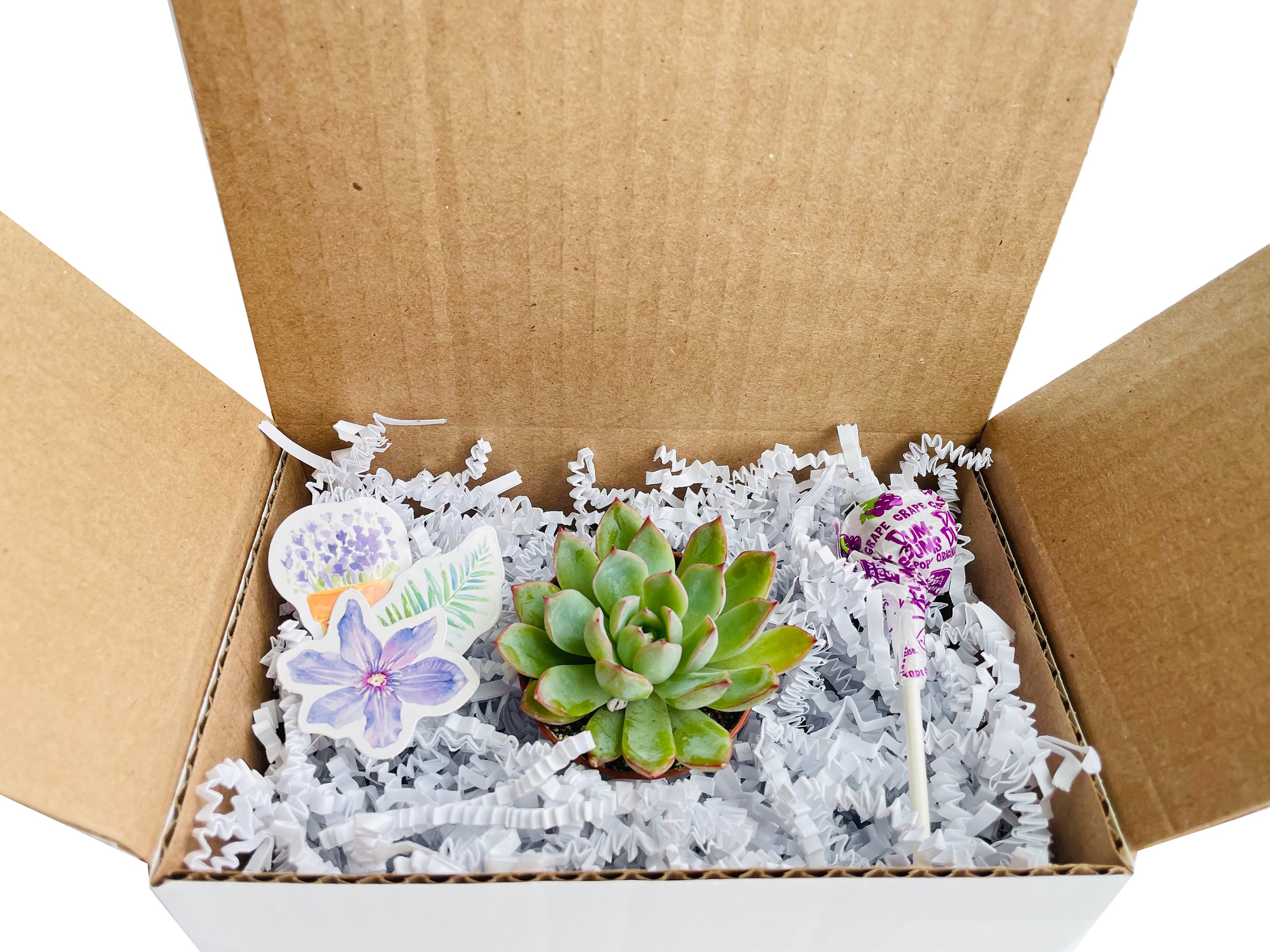 Succulent Variety Pack in Gift Box Mystery Succulent Variety - Etsy