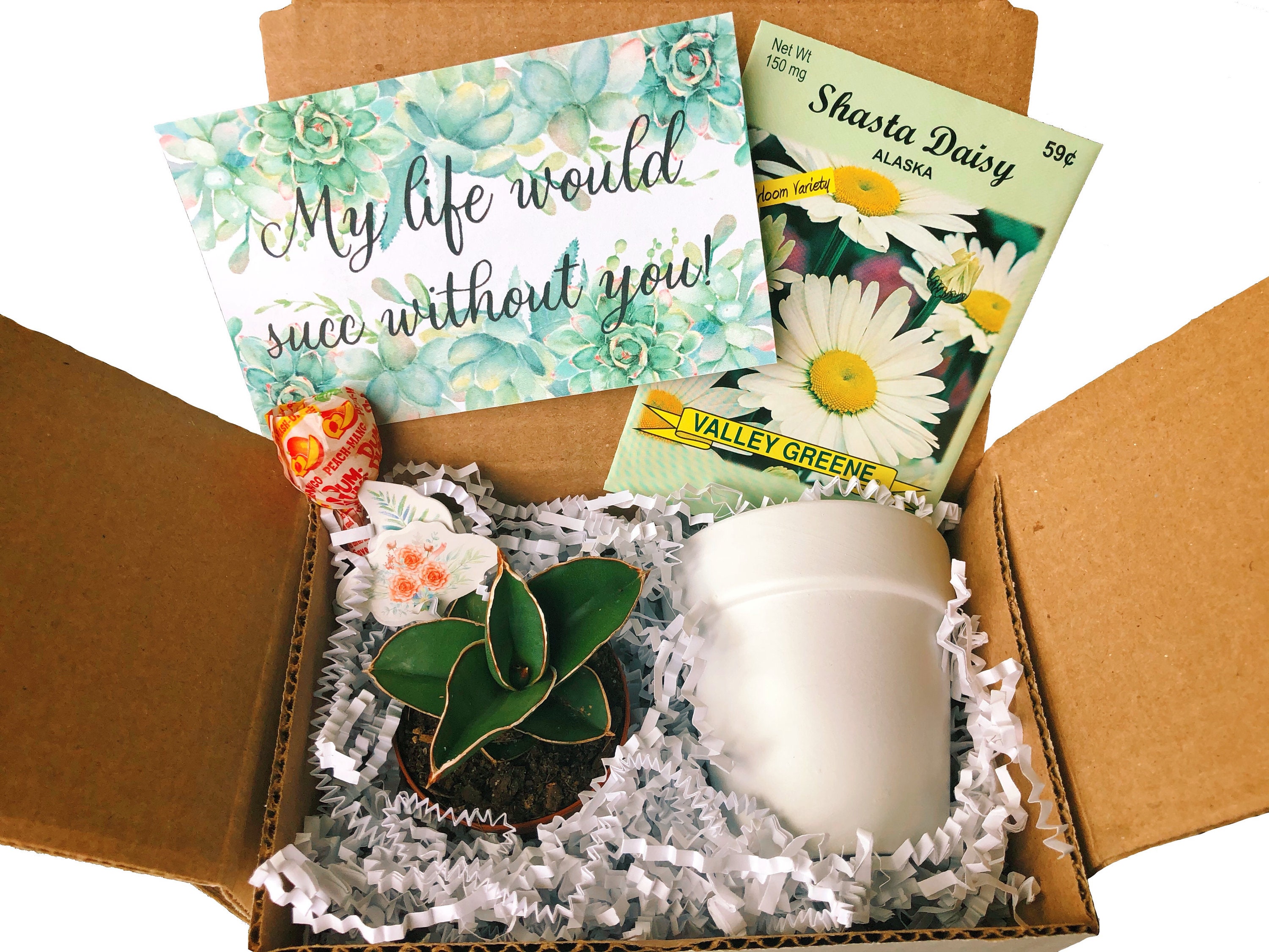 Succulent Gift Box Plant Gift Box Custom Gift Box Care - Etsy