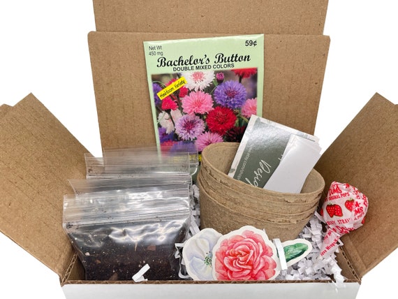 Bachelor's Buttons Grow Kit Grow Your Own Bachelor's | Etsy