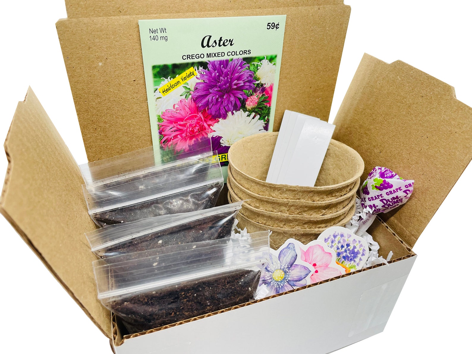 Aster Grow Kit | Grow Your Own Asters | Aster Gift | Aster Plant Seeds ...