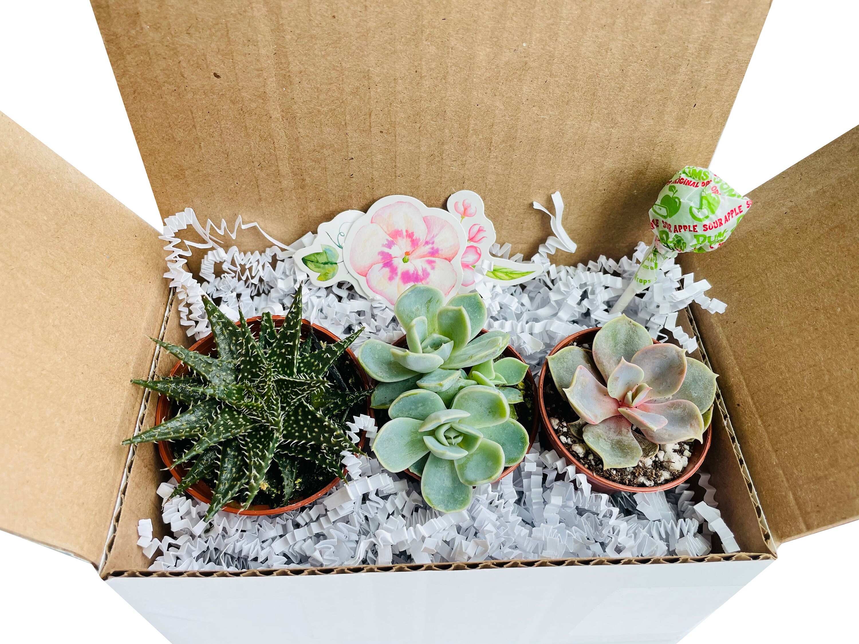 Succulent Variety Pack in Gift Box Mystery Succulent Variety Pack ...