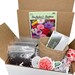 Bachelor's Buttons Grow Kit | Grow Your Own Bachelor's Buttons ...