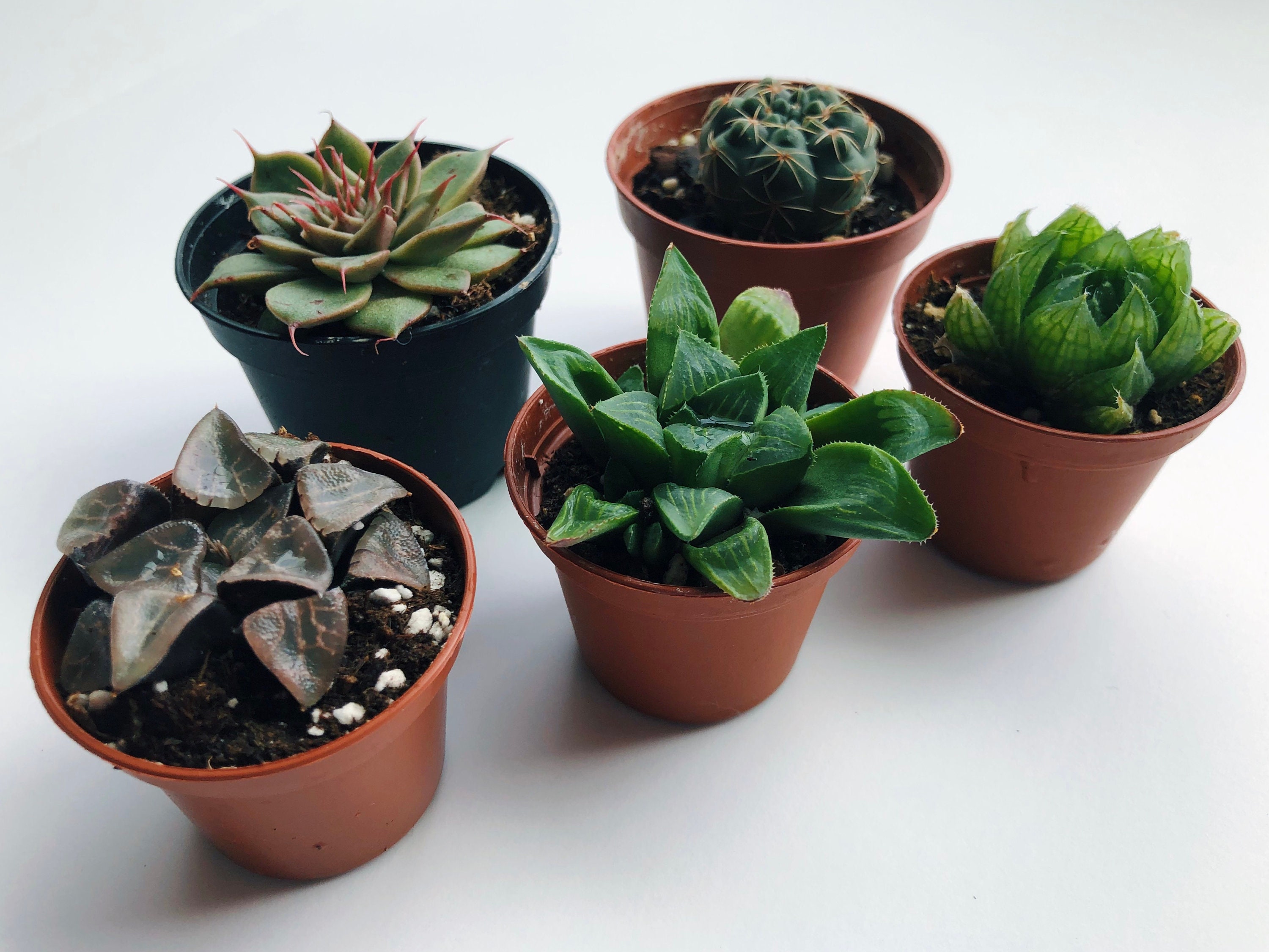 Succulent Gift Box Plant Gift Box Custom Gift Box Care - Etsy
