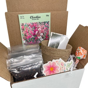 Clarkia Grow Kit | Grow Your Own Clarkias | Clarkia Flowers | Clarkia ...