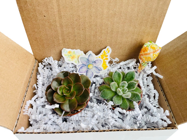 Succulent Variety Pack in Gift Box | Mystery Succulent Variety Pack ...