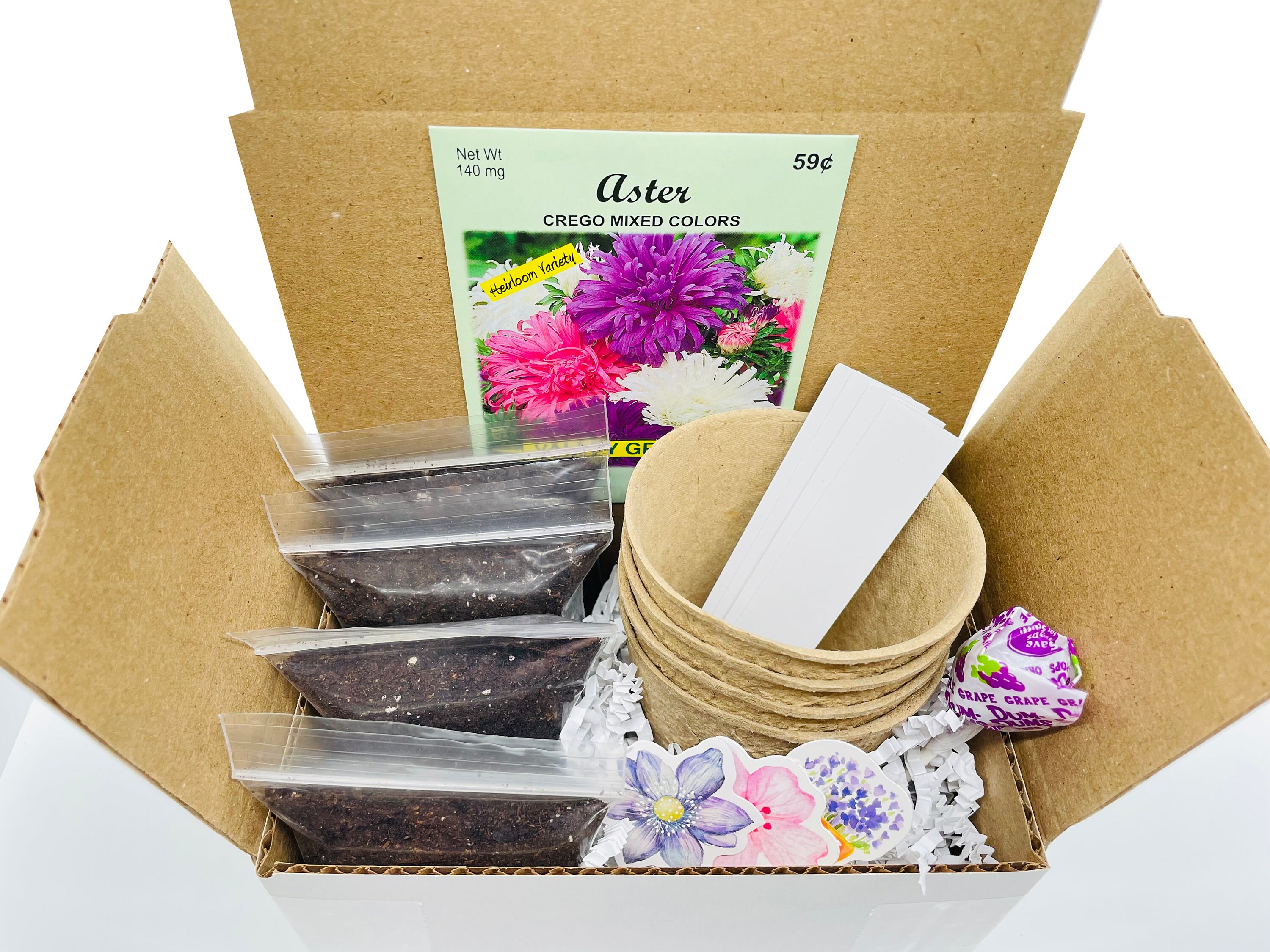 Aster Grow Kit | Grow Your Own Asters | Aster Gift | Aster Plant Seeds ...