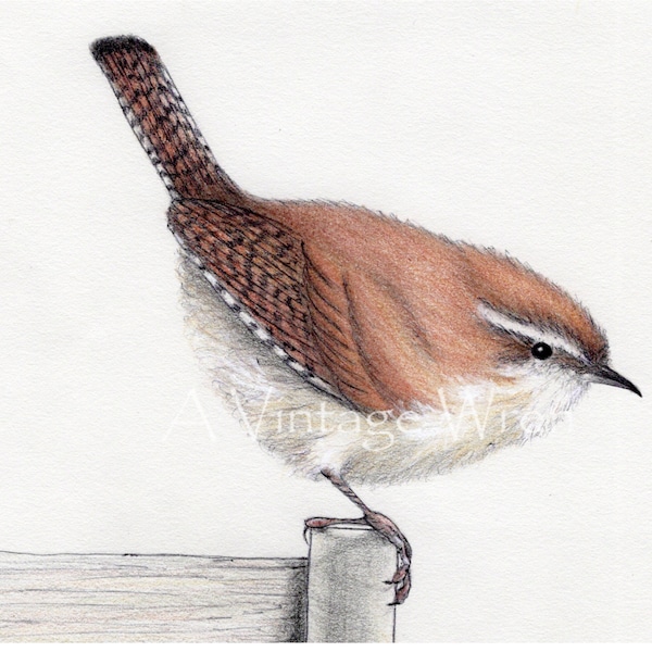 Wren Art Print - Etsy