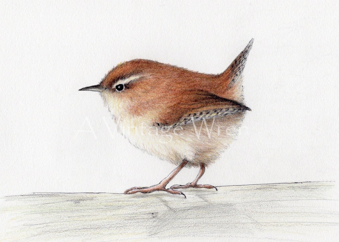 Wren Art With Double Mat / Original Art / Bird Art / Jenny Wren / Wren ...