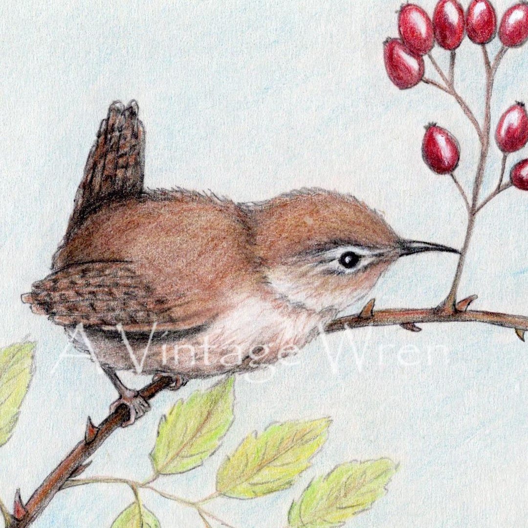 Wren Art Print With Double Mat/ Wren Painting Art / Carolina Wren ...