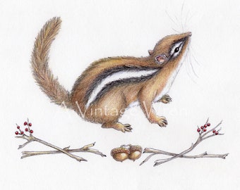 Chipmunk Art Print | Etsy