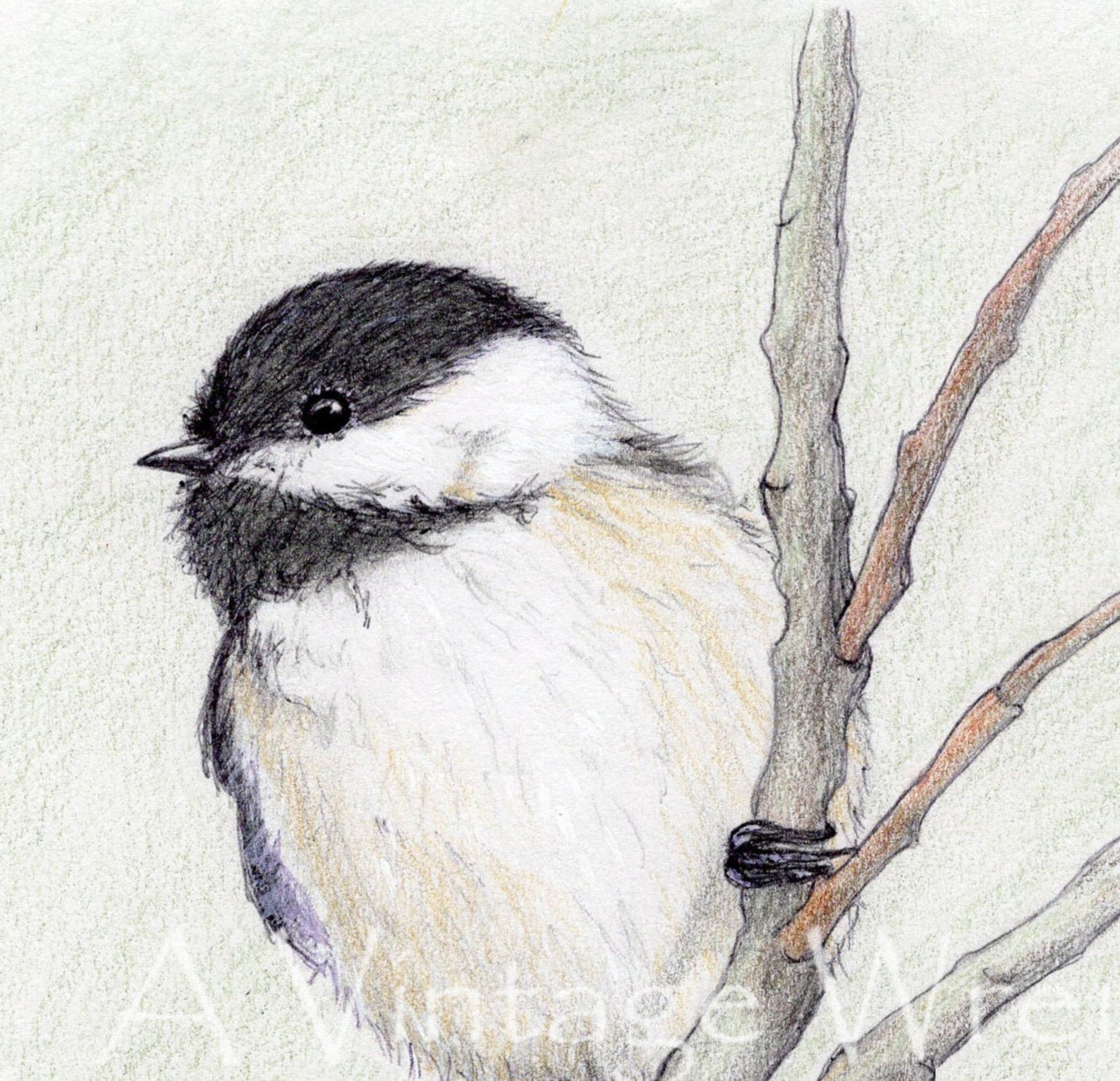 Black Capped Chickadee Art Print With Double Mat / Chickadee Painting ...