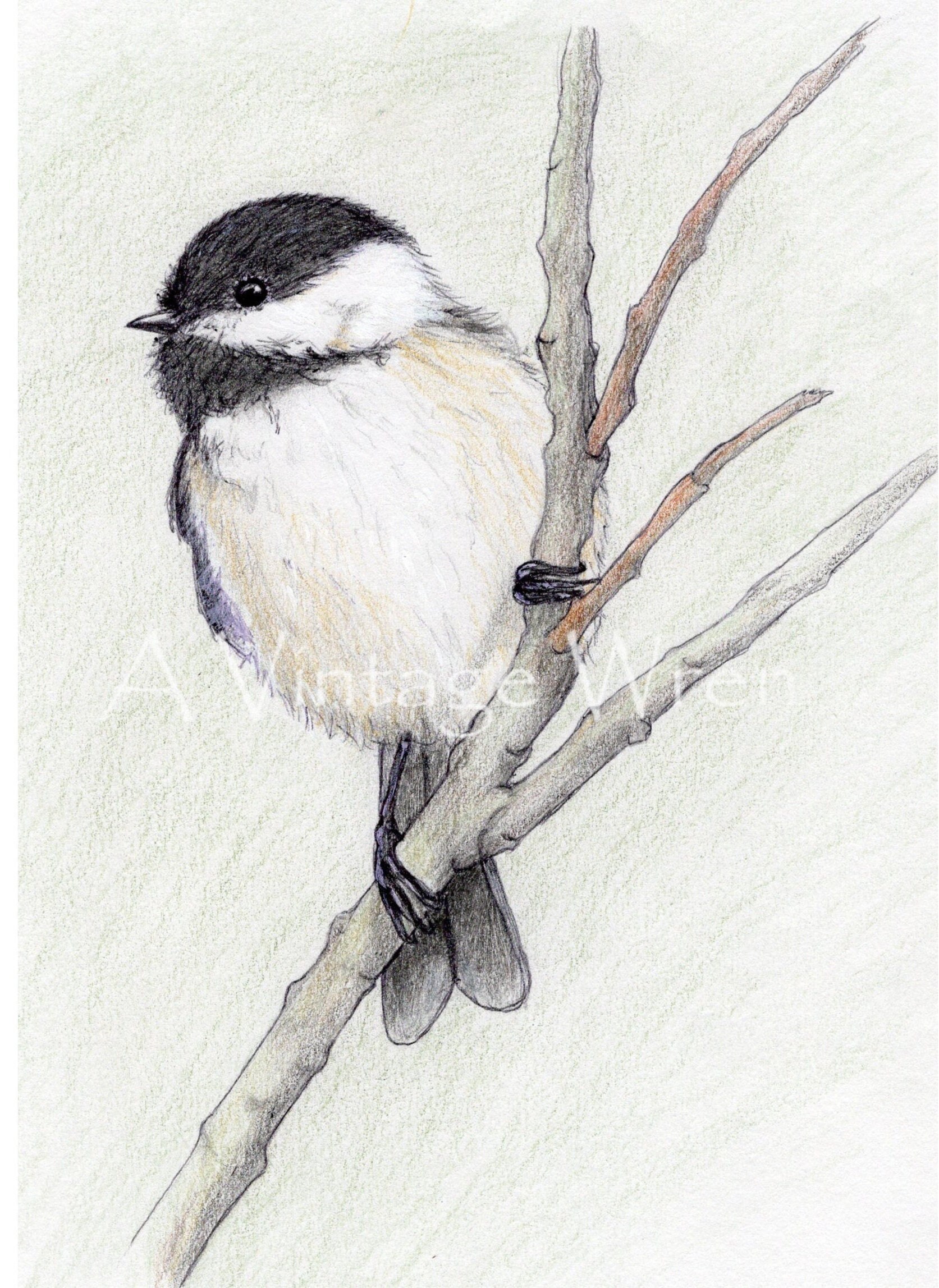 Black Capped Chickadee