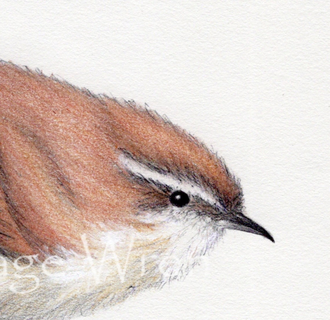 Wren Art With Double Mat/ Original Art/ Bird Art/ Jenny Wren | Etsy