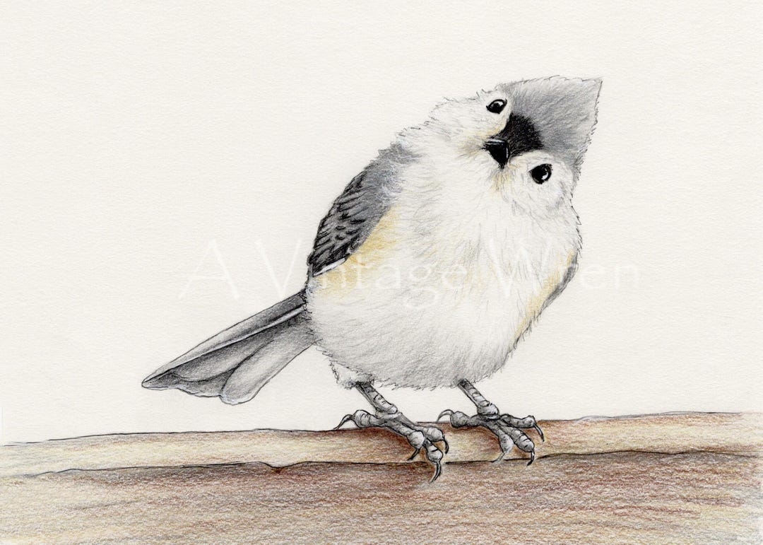 Tufted Titmouse Art Print: Original Bird Painting With Double Mat - Etsy