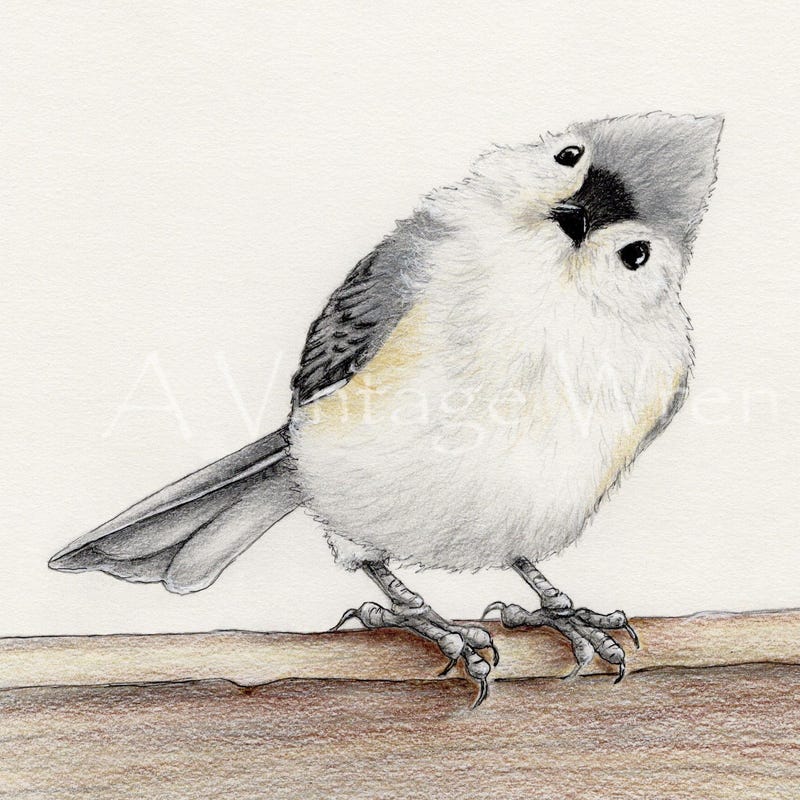 Tufted Titmouse - Etsy