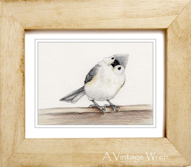 Tufted Titmouse Art Print: Original Bird Painting With Double Mat - Etsy