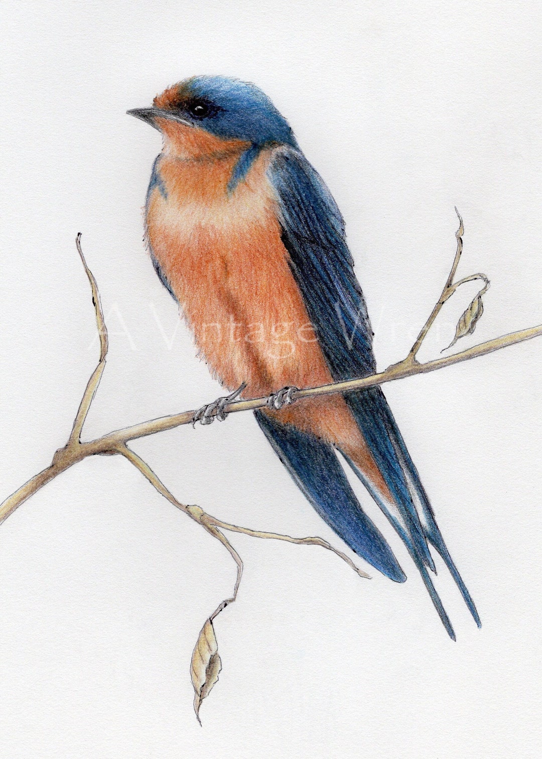 Barn Swallow Art Print: Original Bird Painting With Double Mat - Etsy