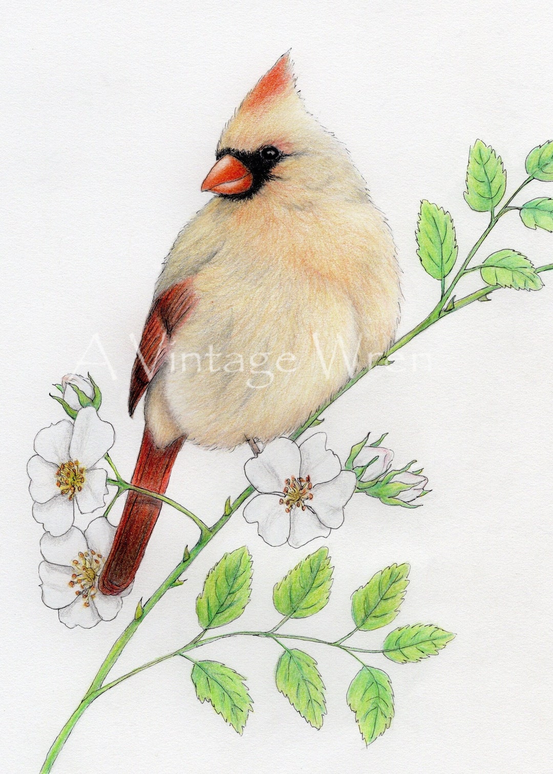 Female Northern Cardinal Art Print With Double Mat / Original Art ...