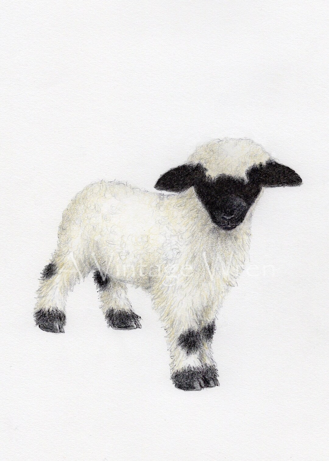 Valais Blacknose Lamb Art Print: Original Colored Pencil Painting (5x7 ...