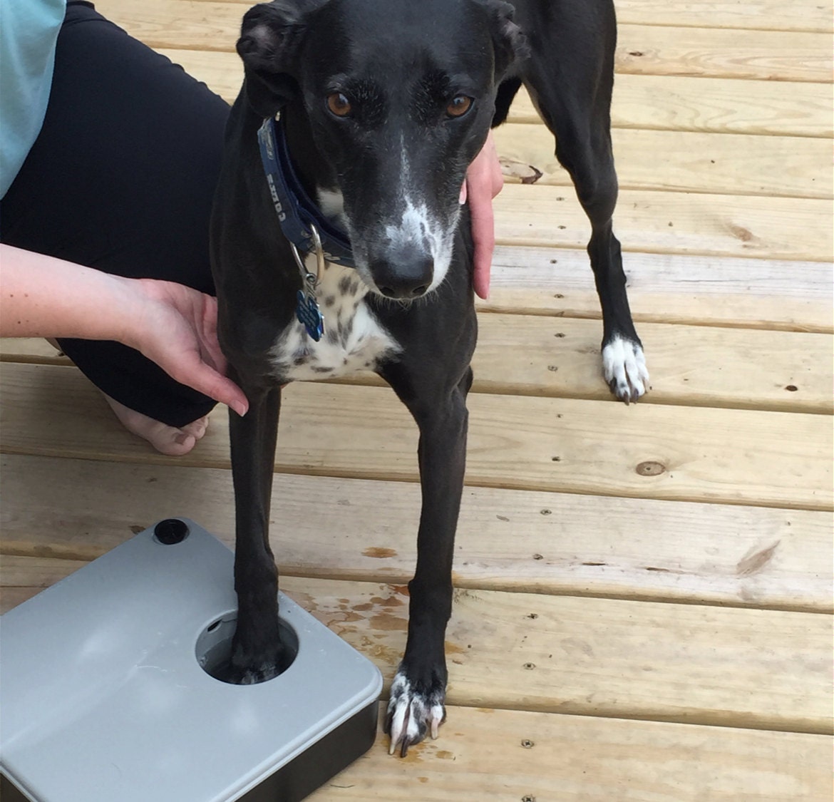 Paw Boss Paw Washer for Dogs From SKI Innovations - Etsy