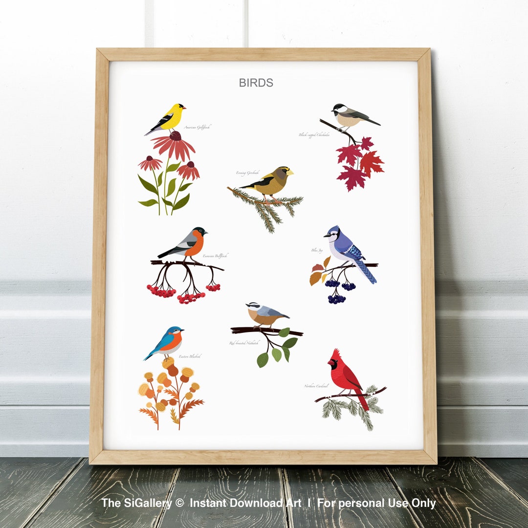 Educational Birds Poster Common Birds Print Birds Printable - Etsy