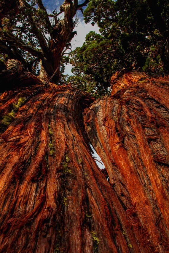 Mother Tree Tahoe areaCalifornia | Etsy