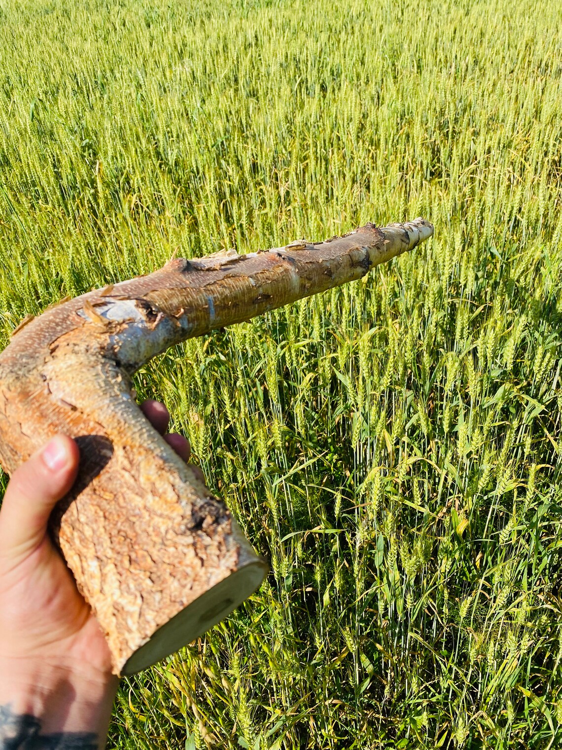 DIY Birch Walking Stick Birch Sticks Rowan Branches Birch - Etsy